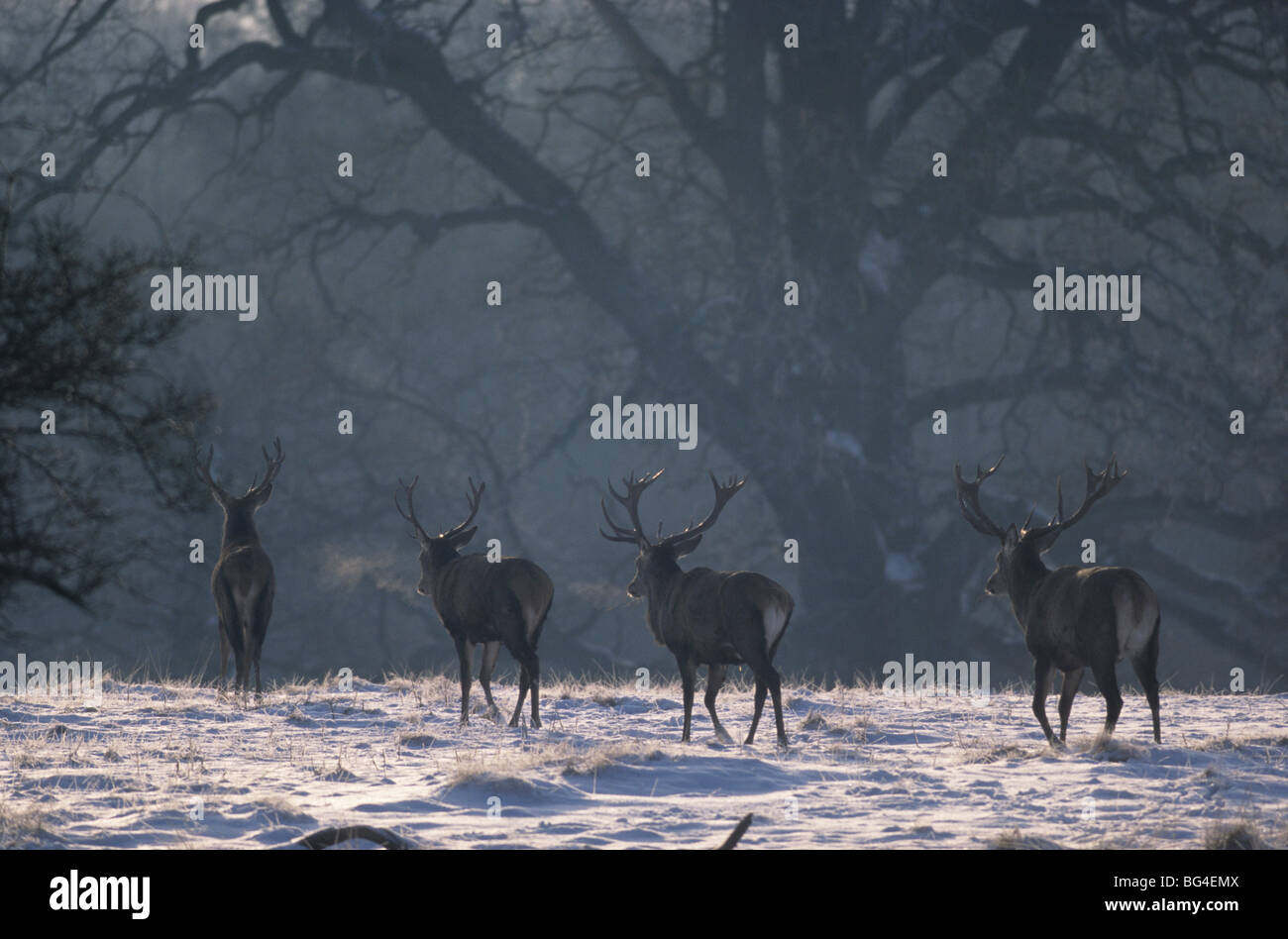 Bulls and stags hi-res stock photography and images - Alamy