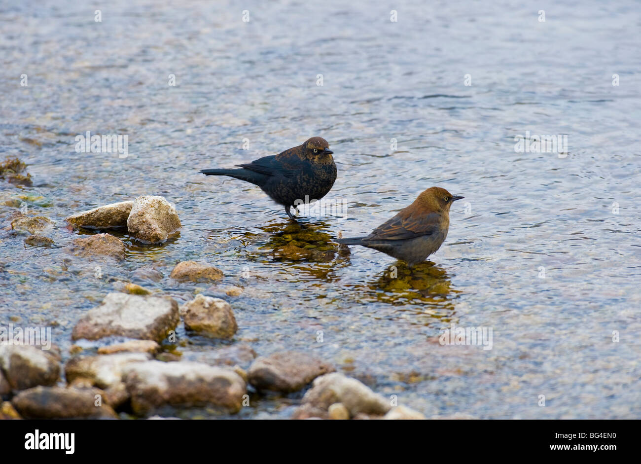 A pair of American Dipper birds Stock Photo - Alamy