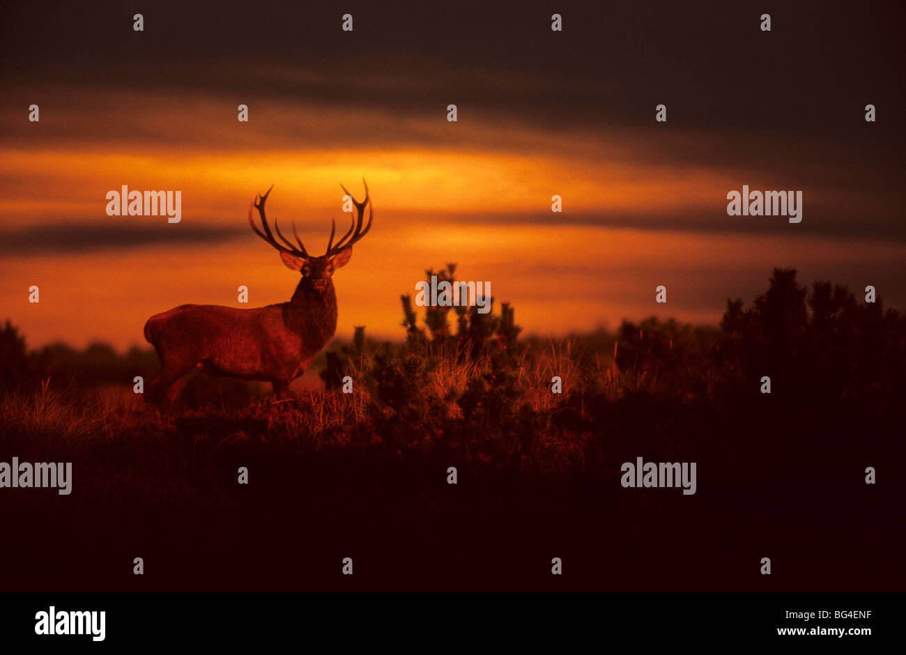 red deer, bull (m), cervus elaphus (m Stock Photo - Alamy