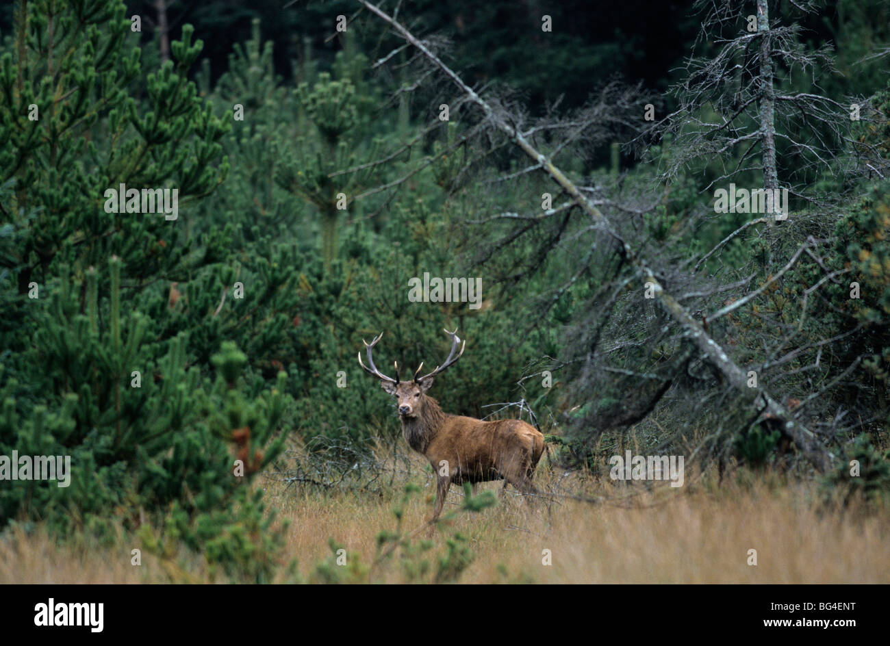 Reddeers hi-res stock photography and images - Alamy
