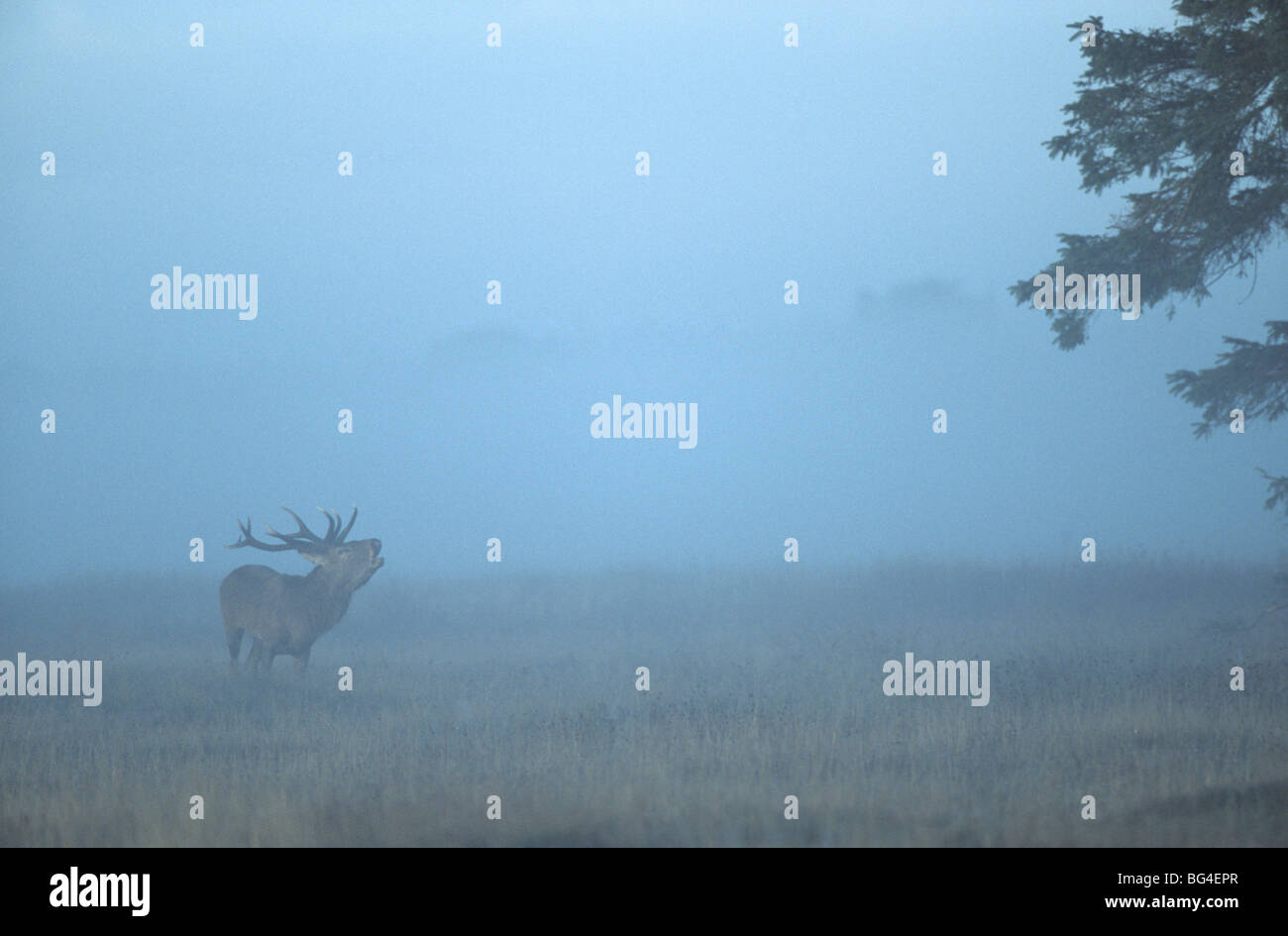 Bull Crying High Resolution Stock Photography and Images - Alamy