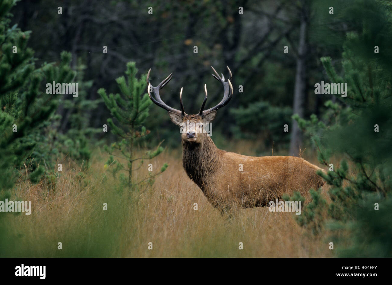 Reddeers hi-res stock photography and images - Alamy