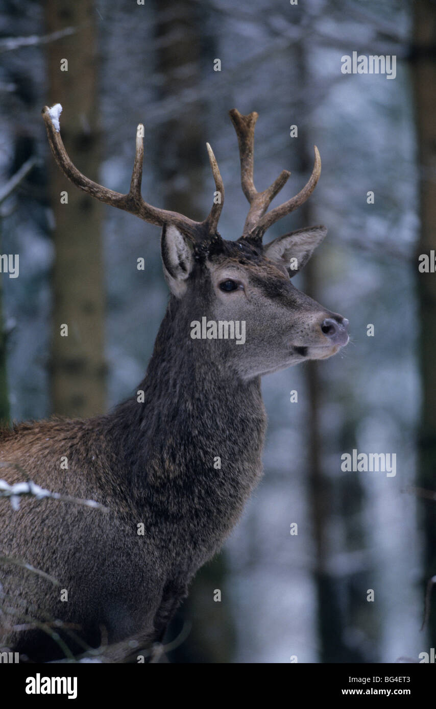 Reddeers hi-res stock photography and images - Alamy