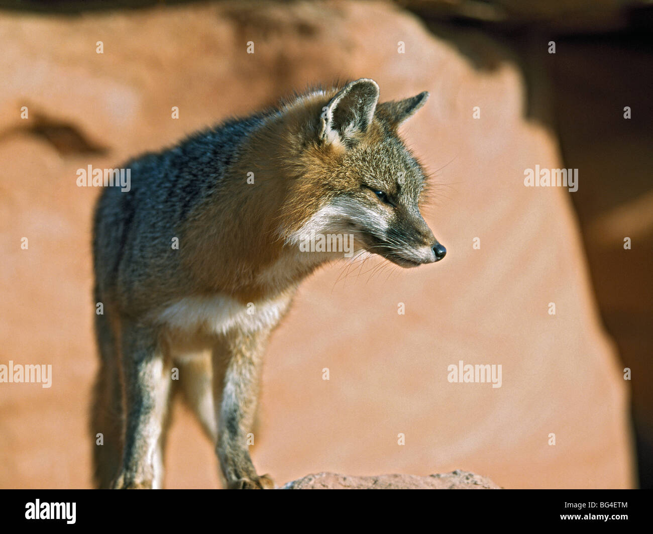 Gray fox (urocyon cinereoargenteus Stock Photo - Alamy