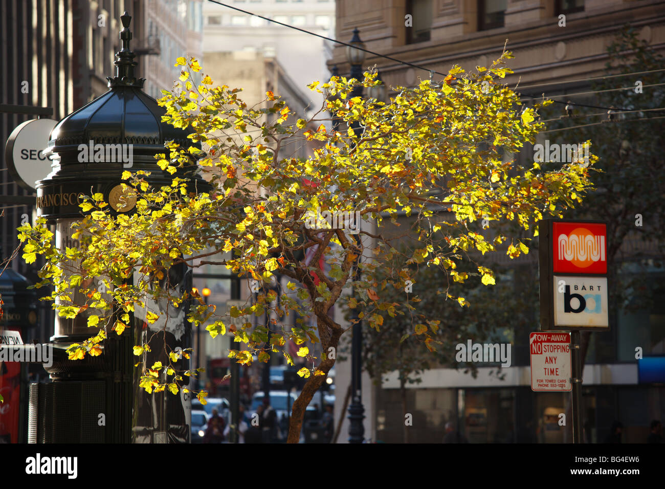 Tree on Market Street in San Francisco, California, USA Stock Photo - Alamy