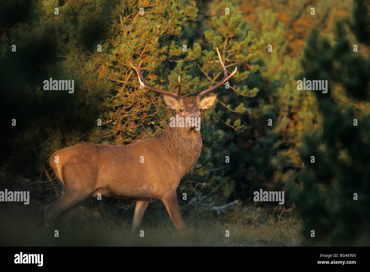 red deer, bull, cervus elaphus Stock Photo - Alamy