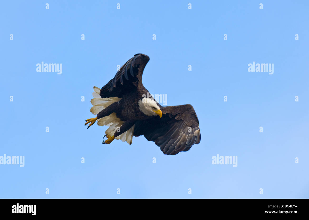 A mature Bald Eagle taking flight against a blue sky background Stock ...