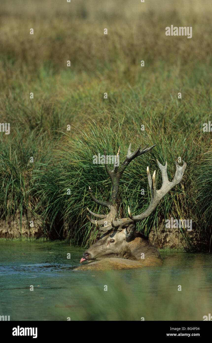 red deer, bull, cervus elaphus Stock Photo - Alamy
