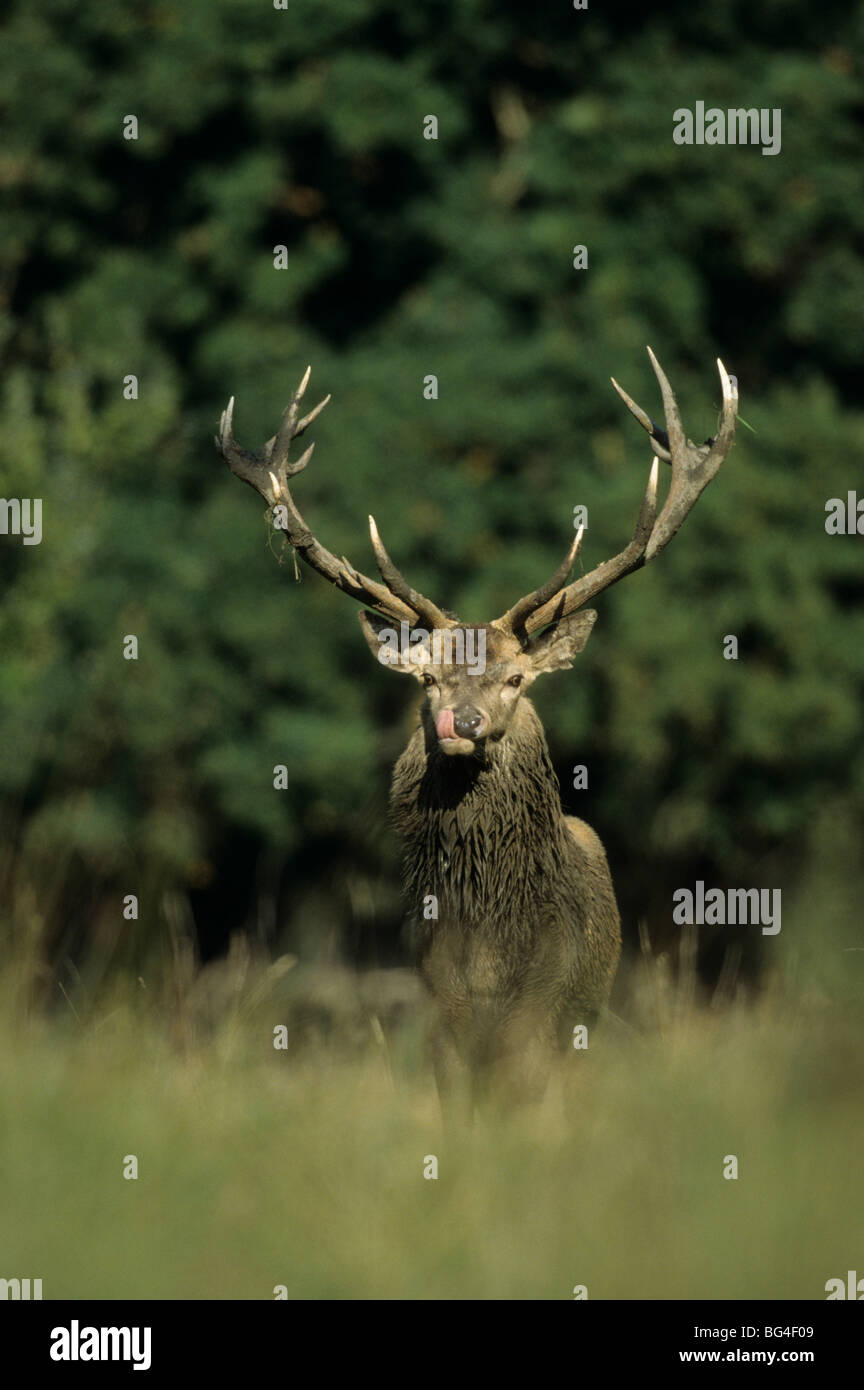 Reddeers hi-res stock photography and images - Alamy