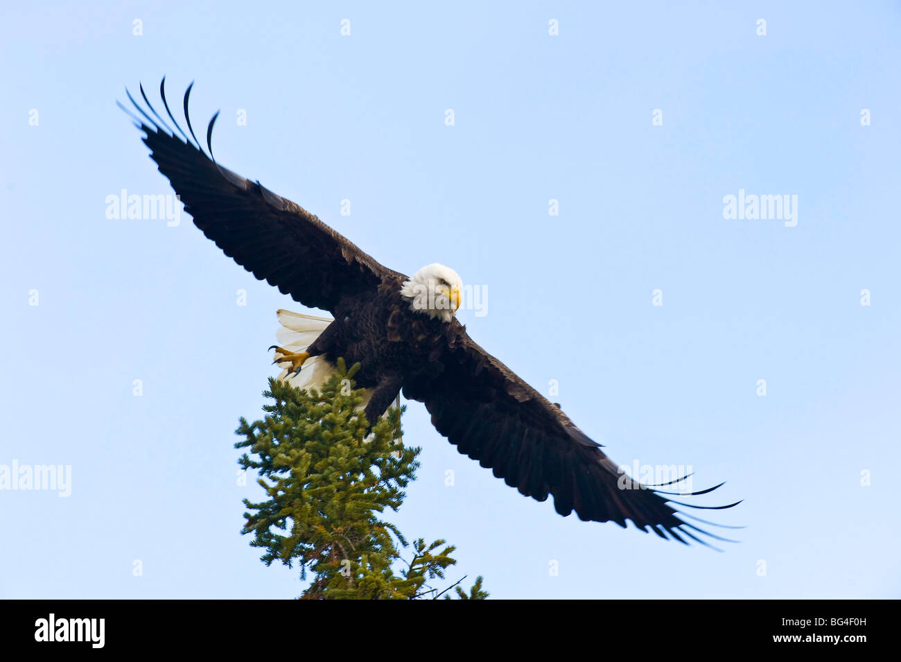 American bald eagle iconic hi-res stock photography and images - Alamy