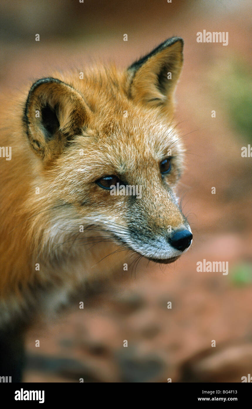 Red fox (Vulpes vulpes Stock Photo - Alamy