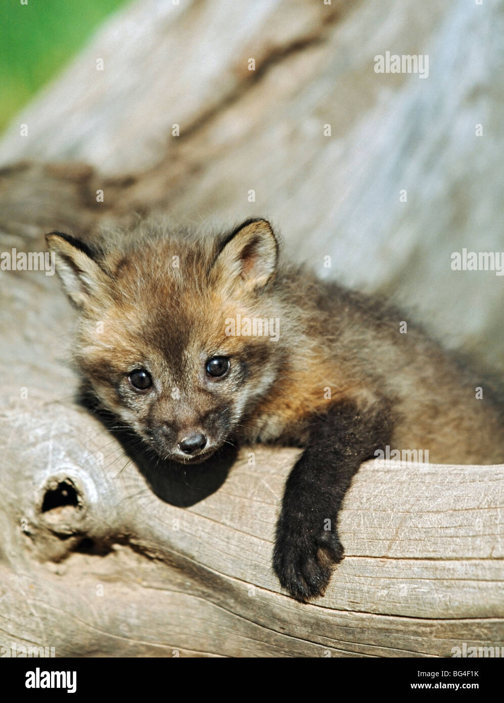 Red fox (vulpes vulpes) kit on a log Stock Photo - Alamy