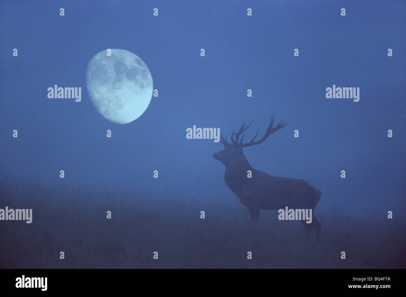 Deer m hi-res stock photography and images - Alamy