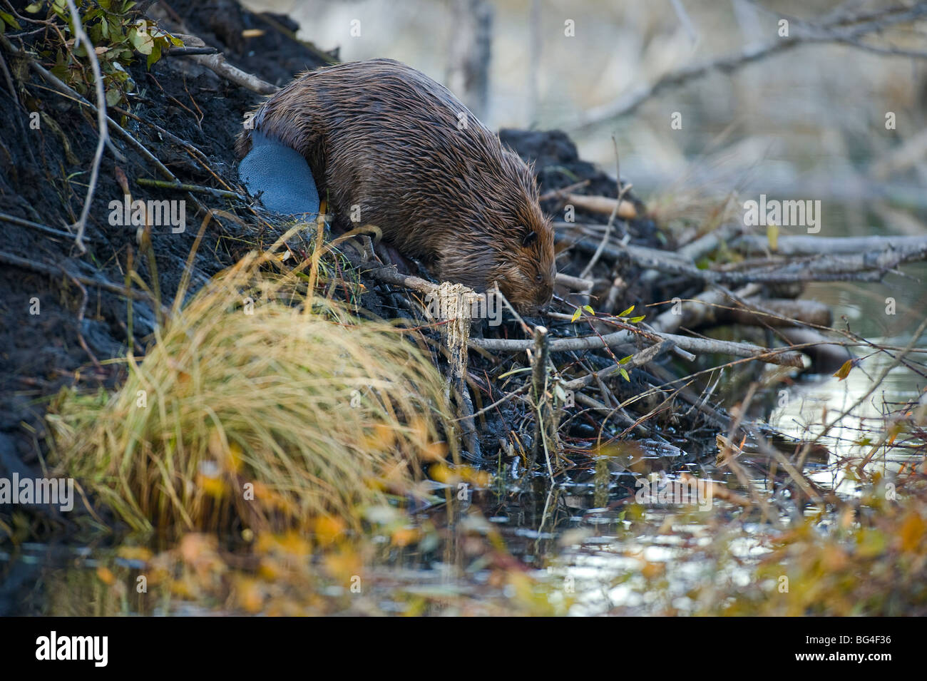 An adult beaver adding sticks and mud to his house Stock Photo - Alamy