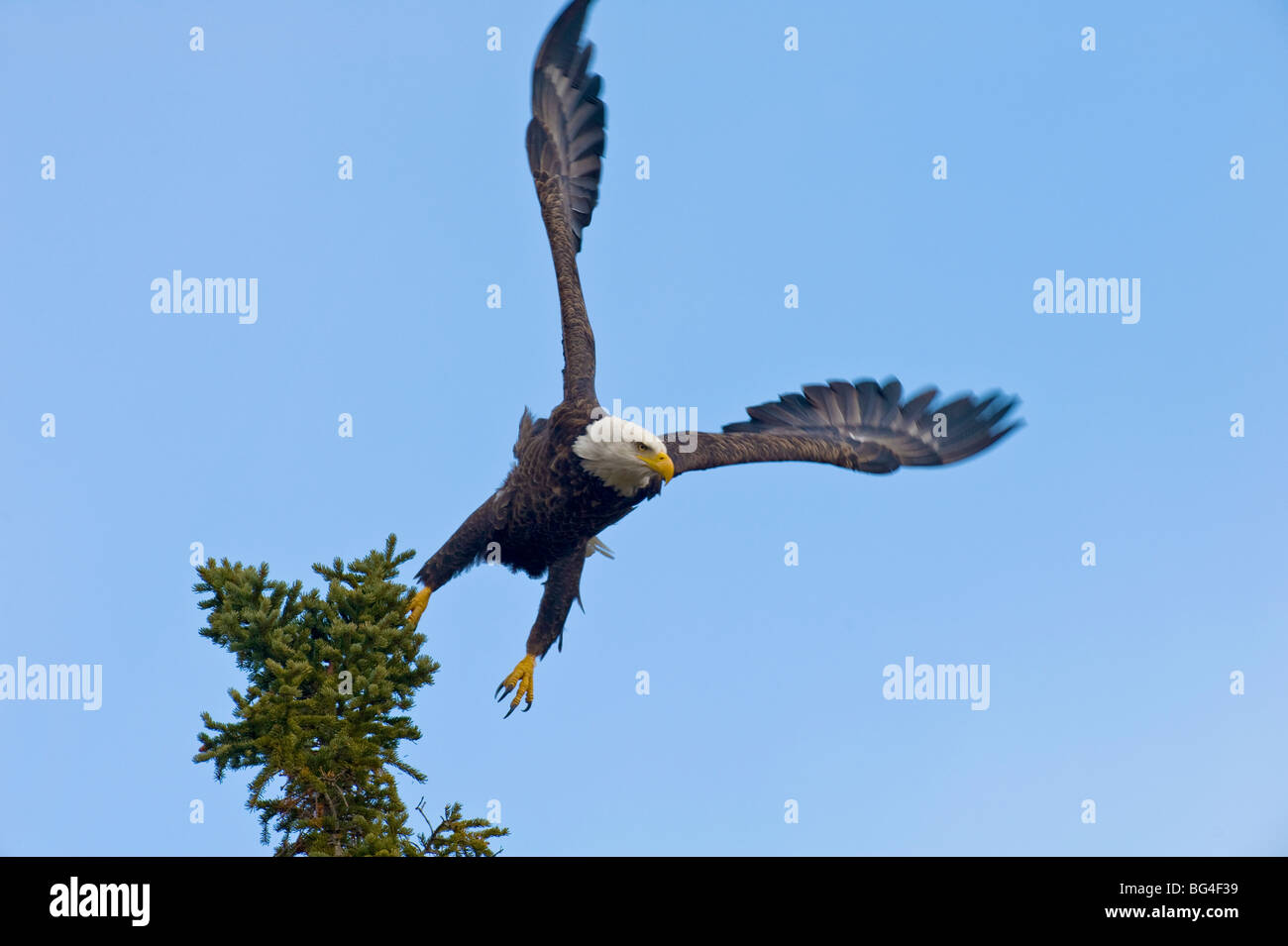 Bald eagle flying from tree hi-res stock photography and images - Alamy