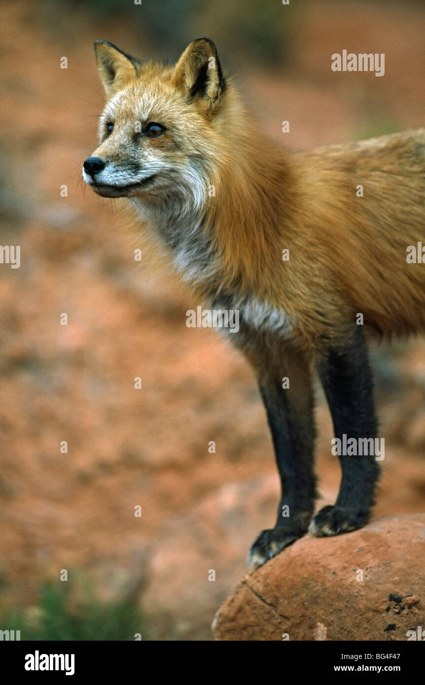 Red fox (Vulpes vulpes) on sandstone boulder Stock Photo - Alamy