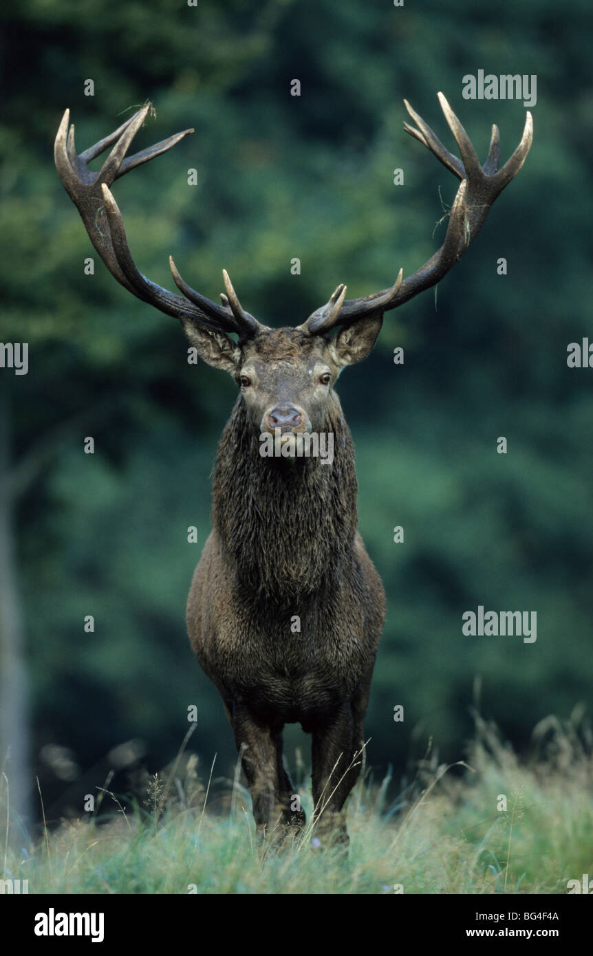 red deer, bull, cervus elaphus Stock Photo - Alamy