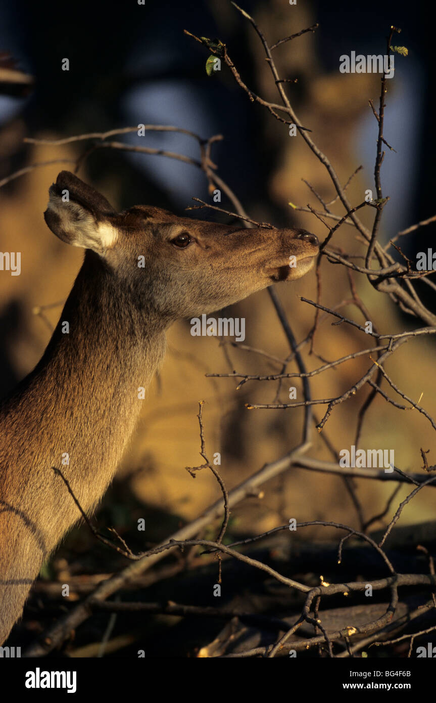 red deer, doe, cervus elaphus Stock Photo - Alamy