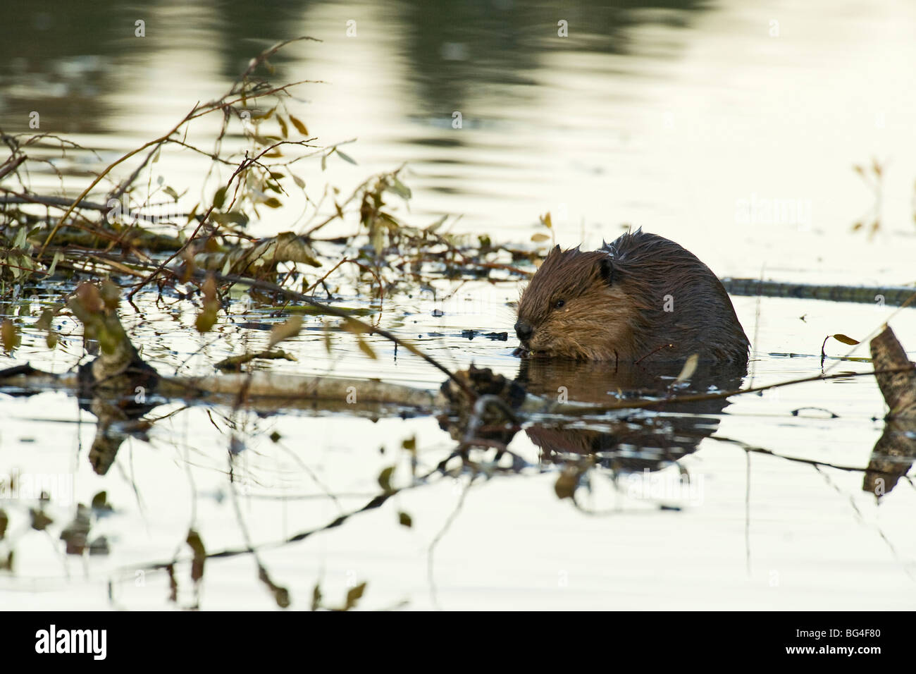 A young beaver feeding at the edge of his pond Stock Photo - Alamy