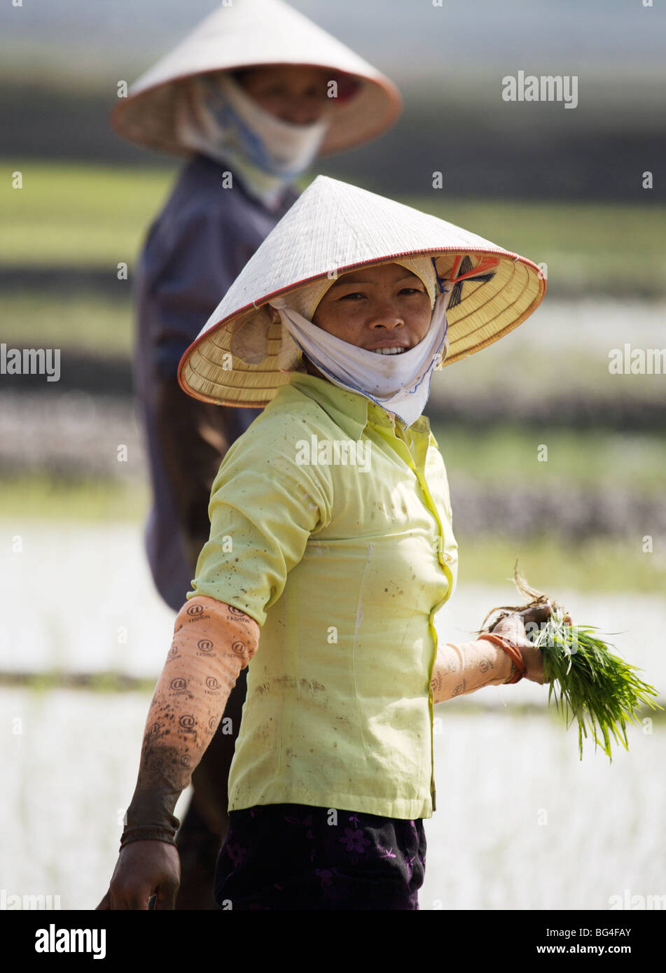 Women planting rice in paddy field, Vietnam, Indochina, Southeast Asia ...
