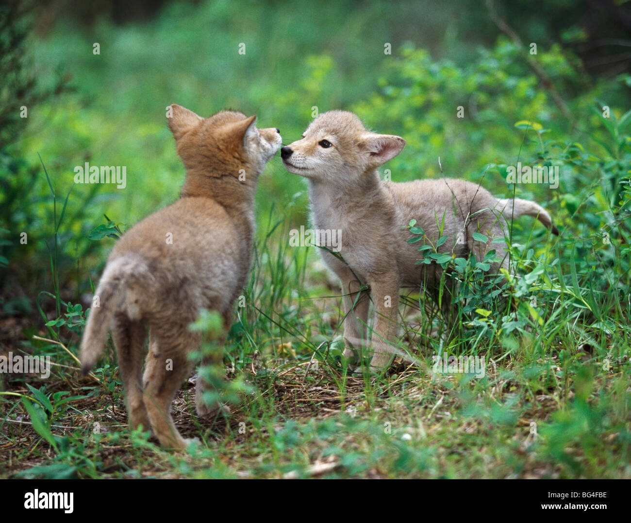 Coyote puppies (Canis latrans) greeting Stock Photo - Alamy