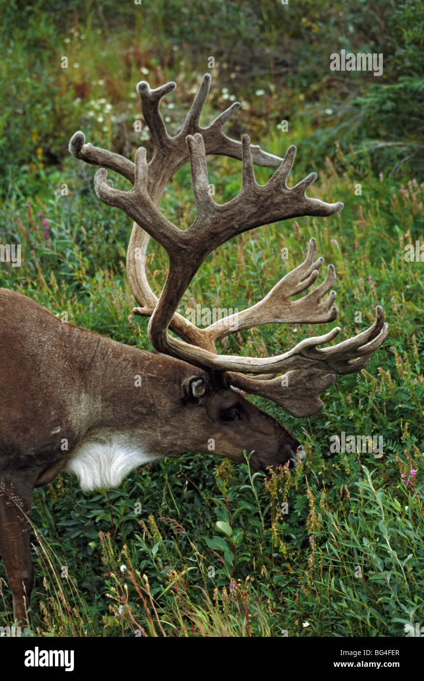 Caribou bull (Rangifer tarandus) with velvet antlers, feeding on tundra ...