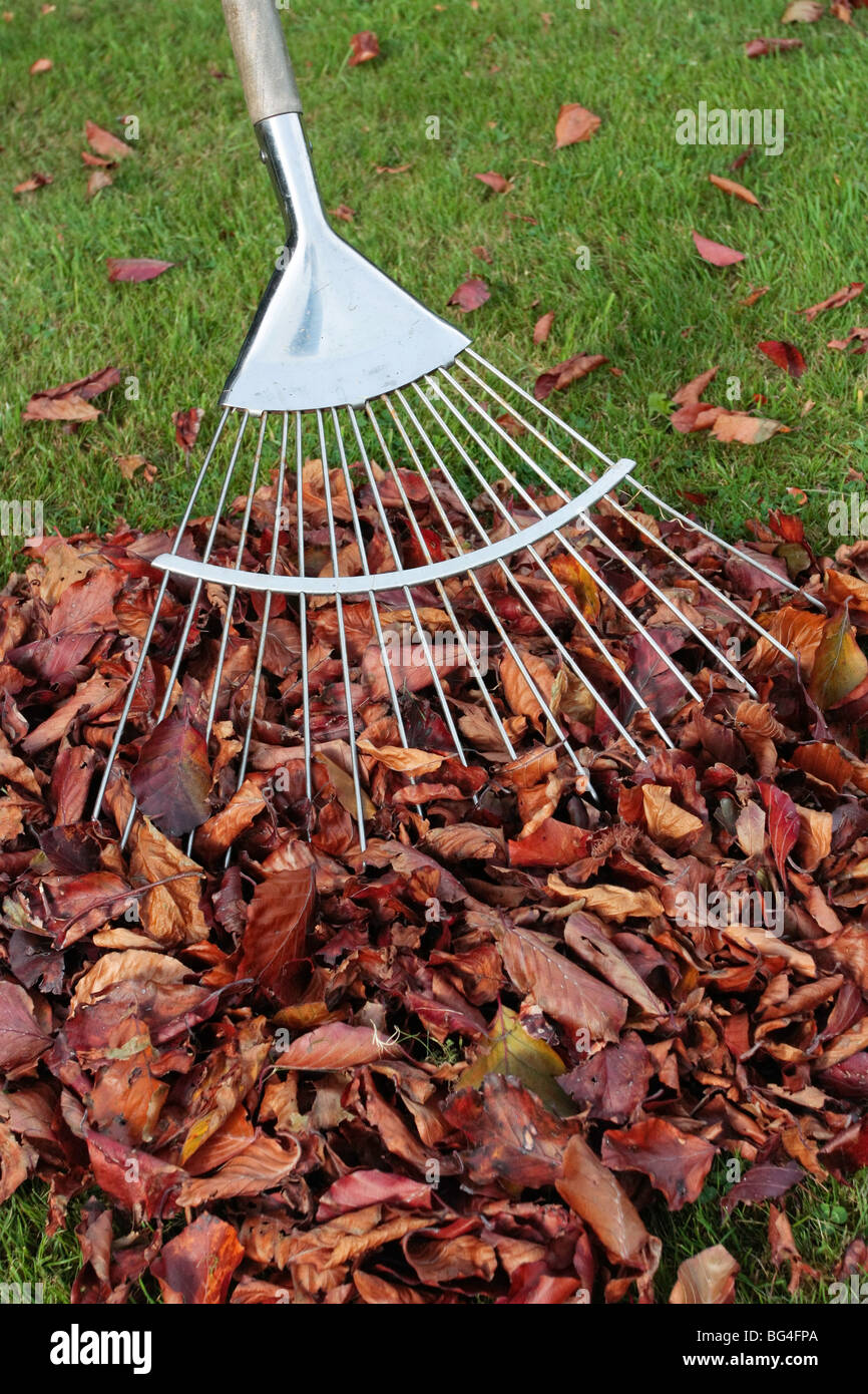 Pile of autumn leaves with garden rake Stock Photo - Alamy