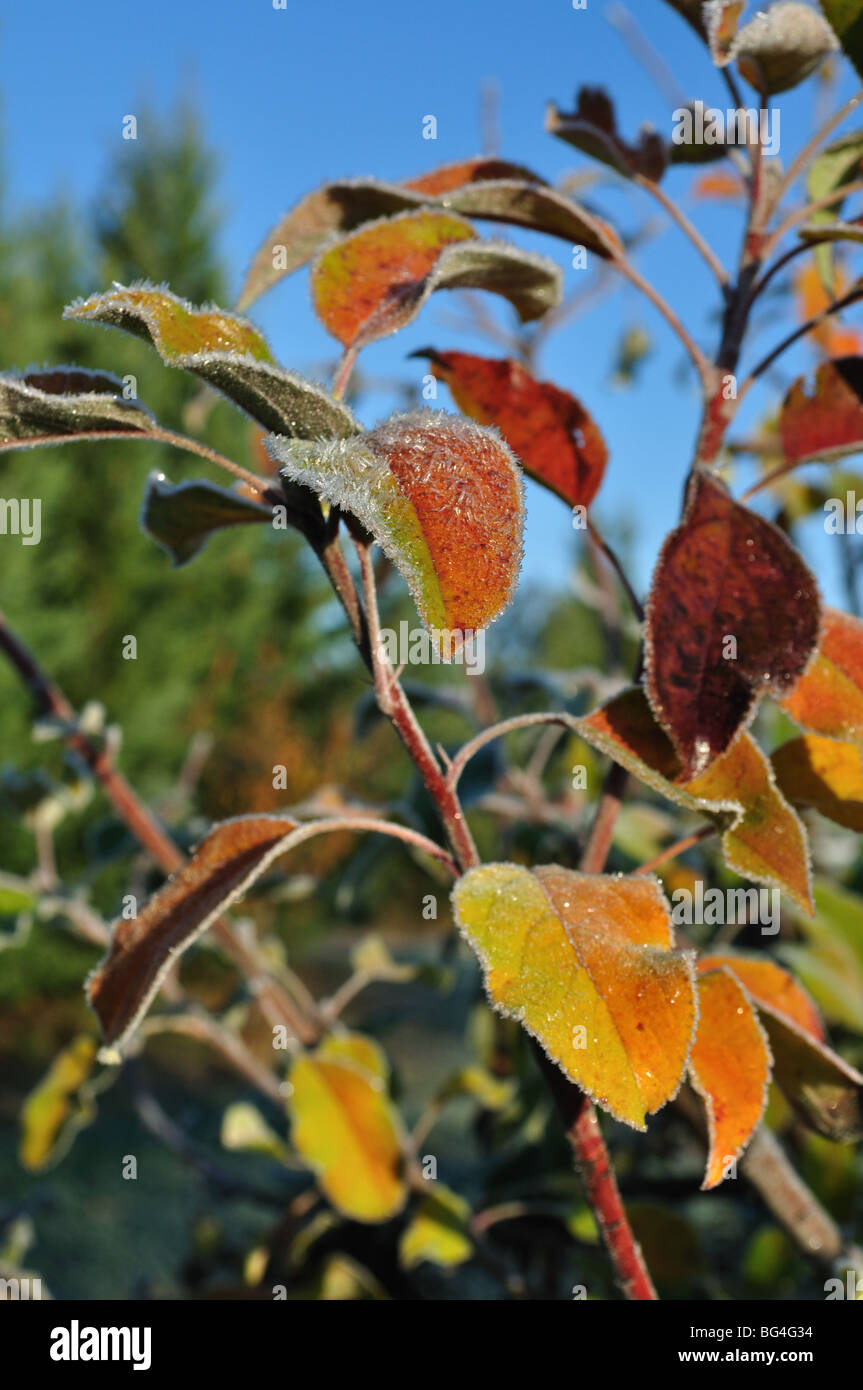 frosty Apple tree Stock Photo - Alamy