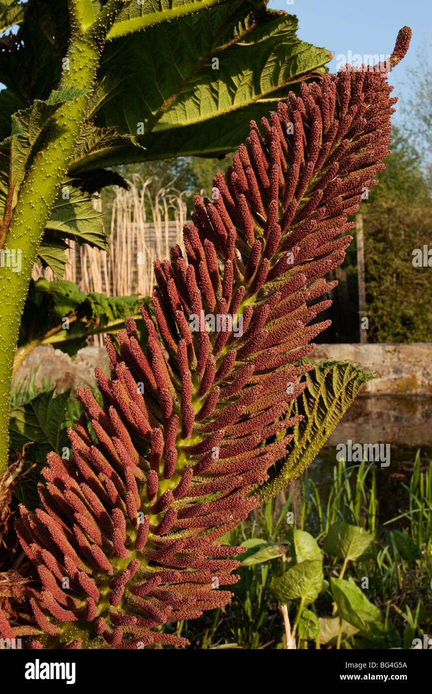 Gunnera plant hi-res stock photography and images - Alamy
