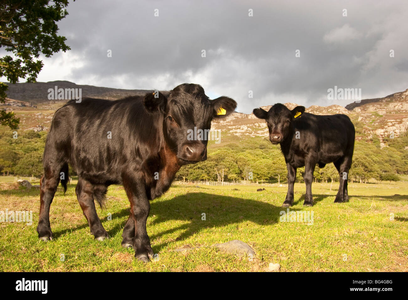 Wales all blacks hi-res stock photography and images - Alamy