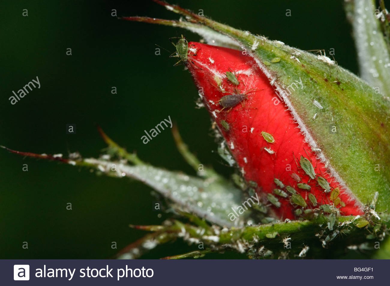 Insects Pests High Resolution Stock Photography and Images - Alamy