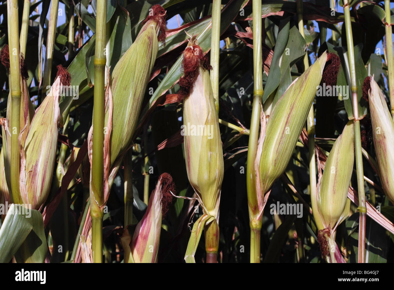 Corn field autumn hi-res stock photography and images - Alamy