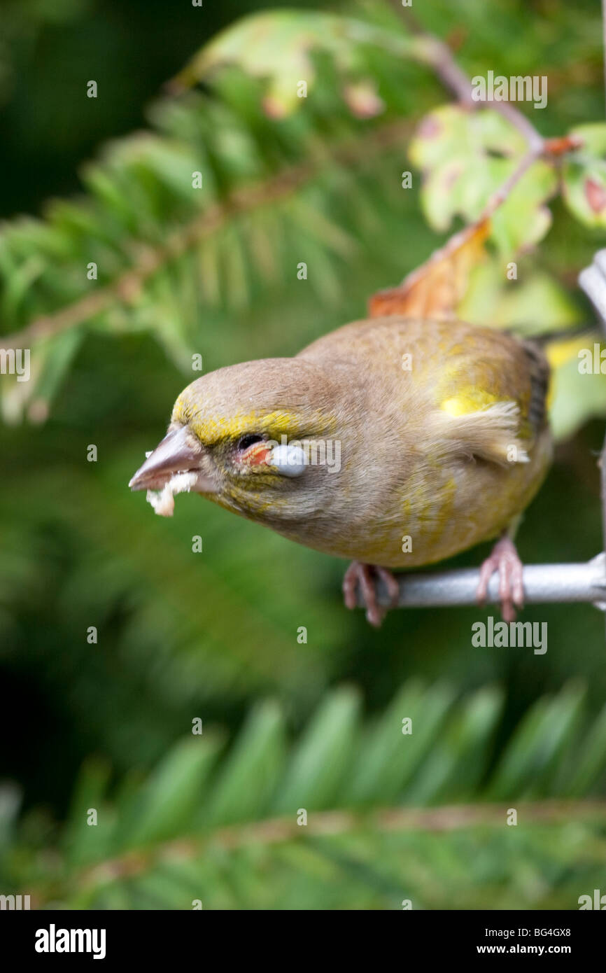 Tick birds hi-res stock photography and images - Alamy