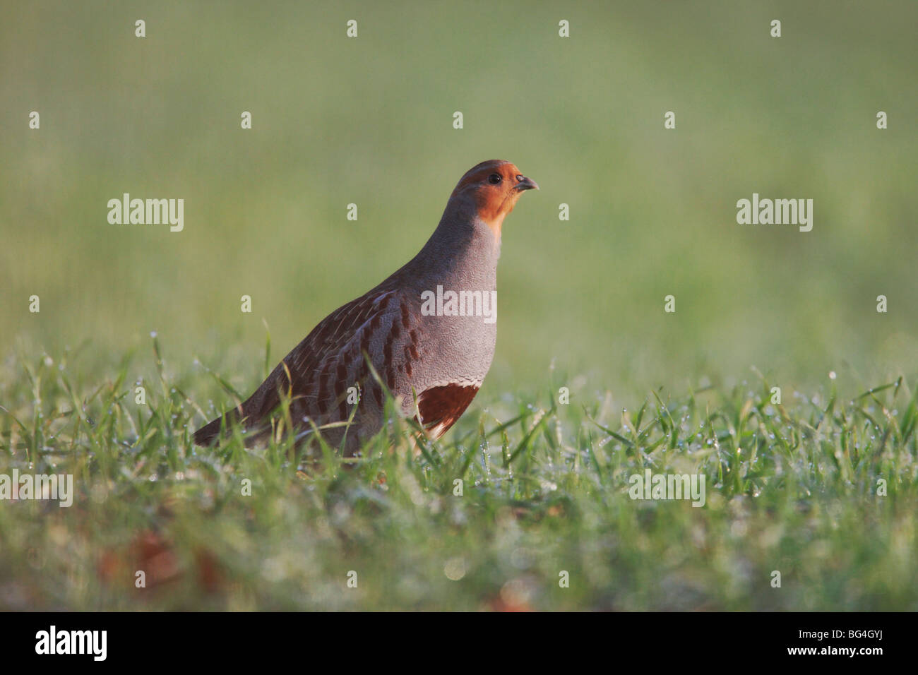 Grey partridge uk hi-res stock photography and images - Alamy