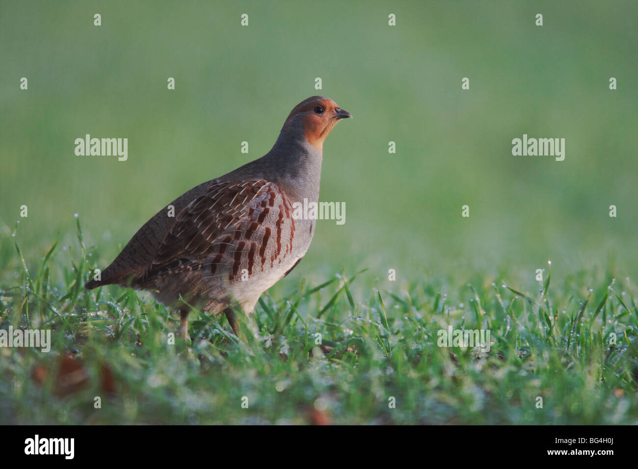 Grey partridge, Perdix perdix, in grass, Norfolk, UK, November 2009 ...