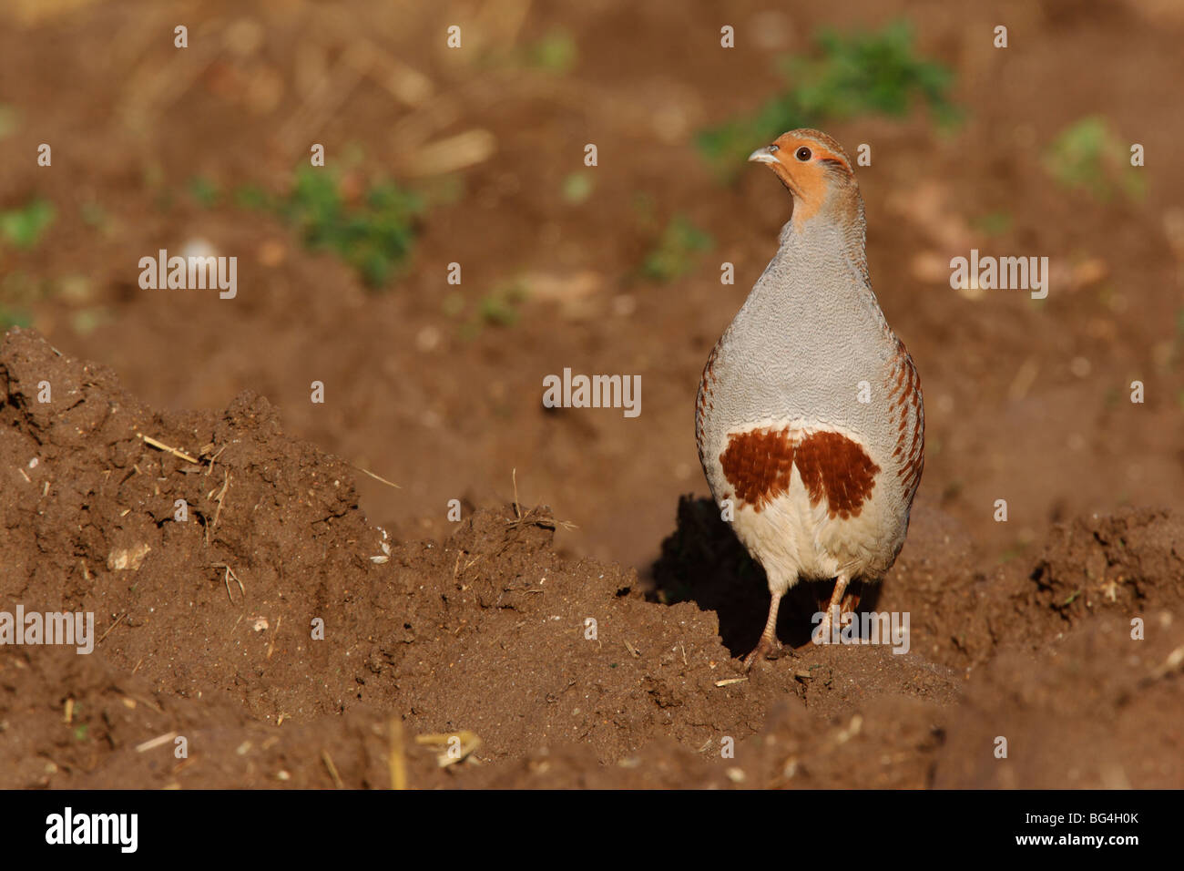 Grey partridge hi-res stock photography and images - Alamy