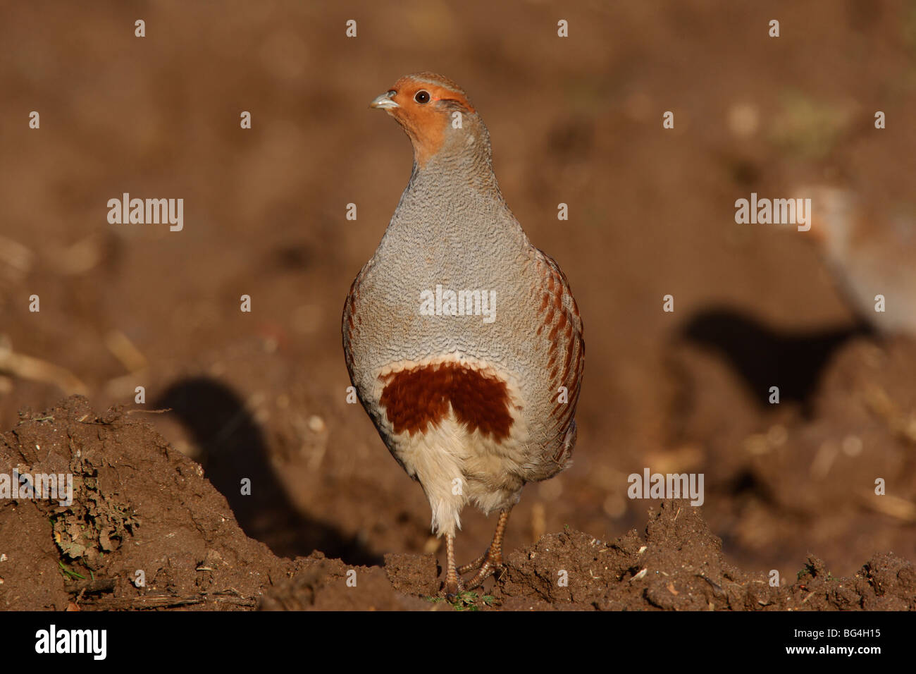 Grey partridge farm hi-res stock photography and images - Alamy