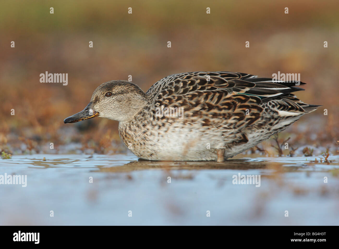 Female teal duck anas hi-res stock photography and images - Alamy