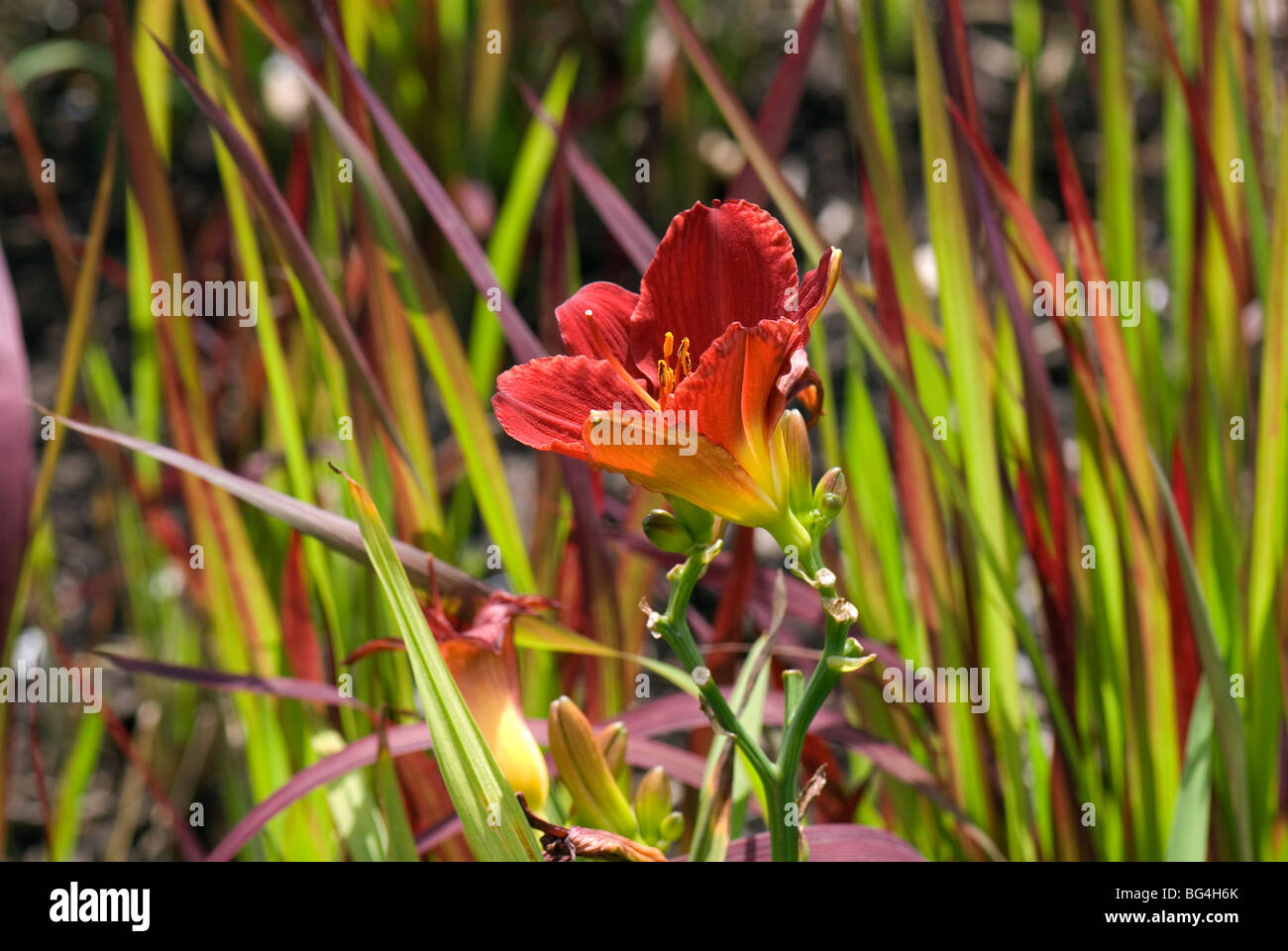 Hemerocallis red tipped grass hi-res stock photography and images - Alamy