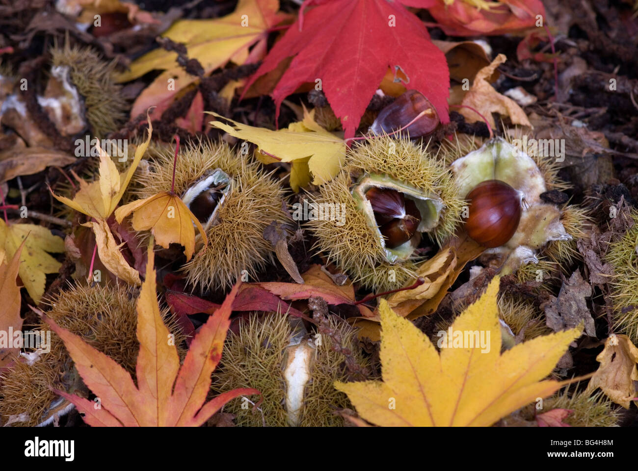 Spreading Chestnut Tree High Resolution Stock Photography and Images ...