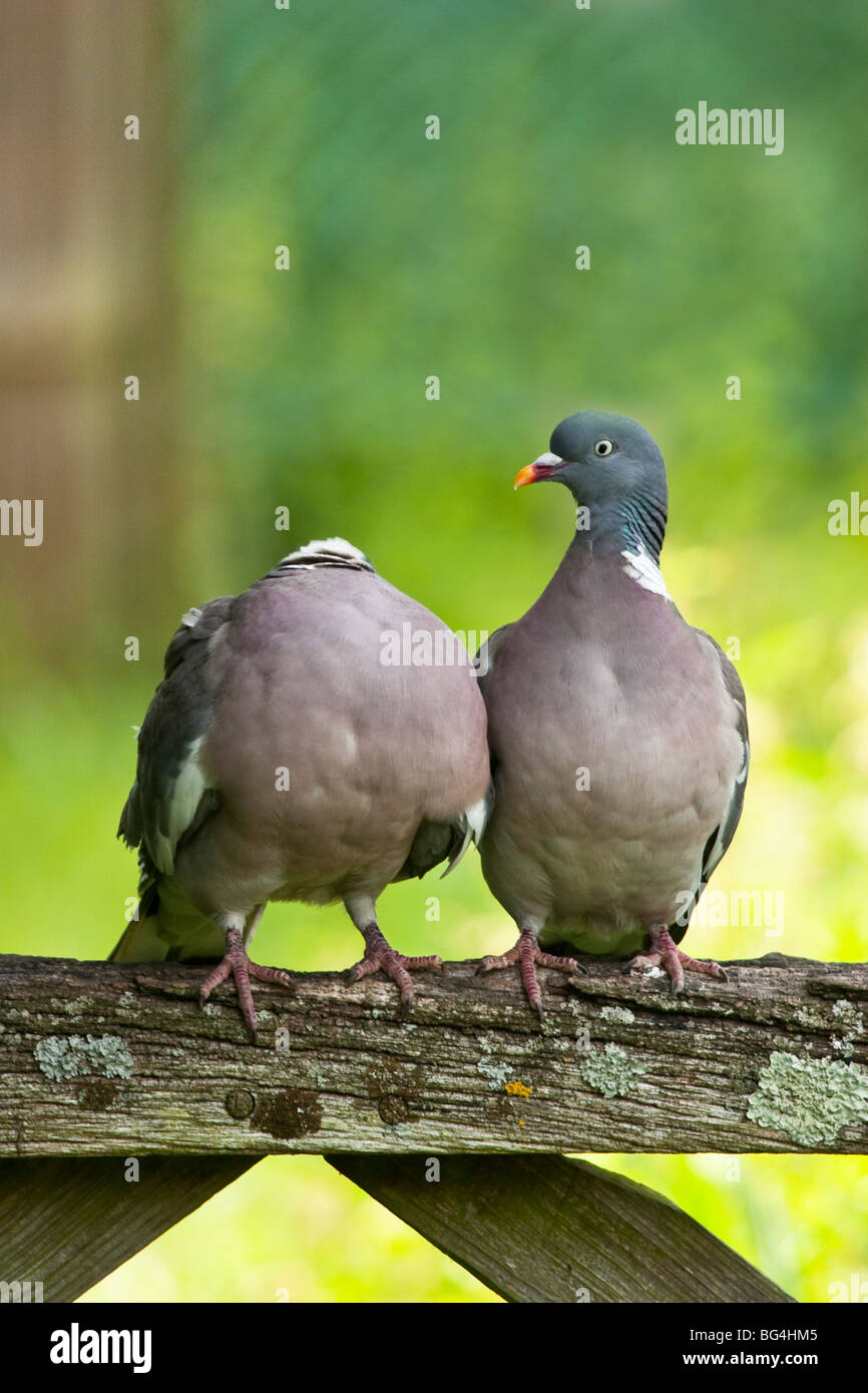 Pidgins hi-res stock photography and images - Alamy