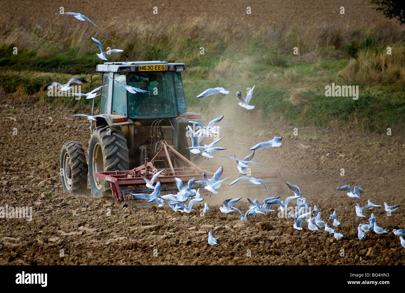 Tractor preparing a field for sowing and followed by black headed gulls ...