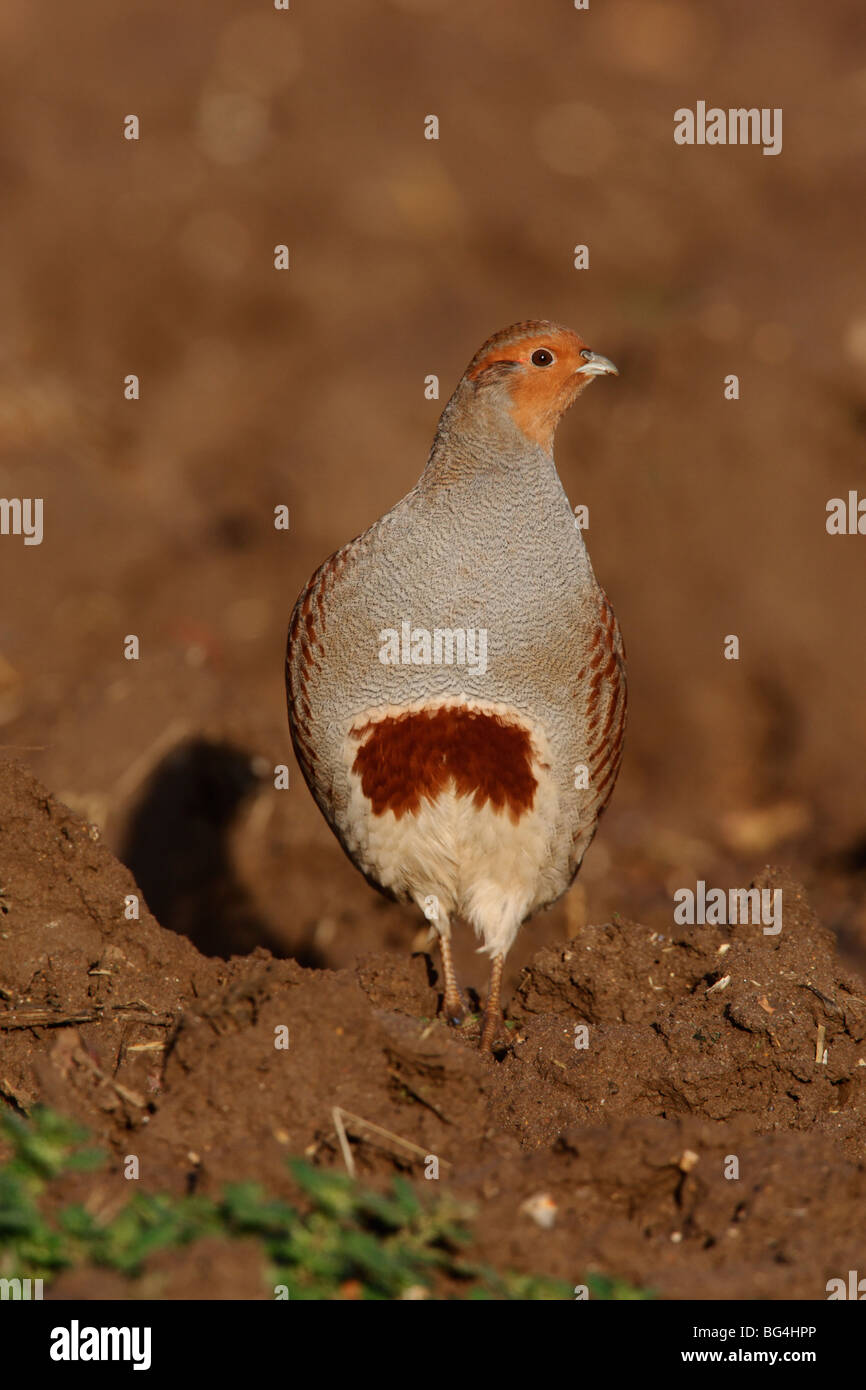Grey partridge, Perdix perdix, Norfolk, Nov 2009 Stock Photo - Alamy