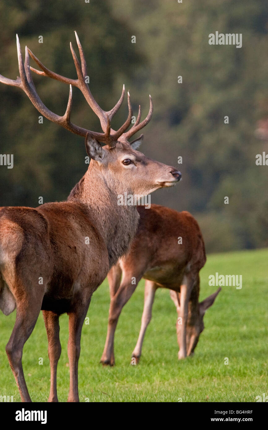 Red Deer Stag with Doe, England UK Stock Photo - Alamy