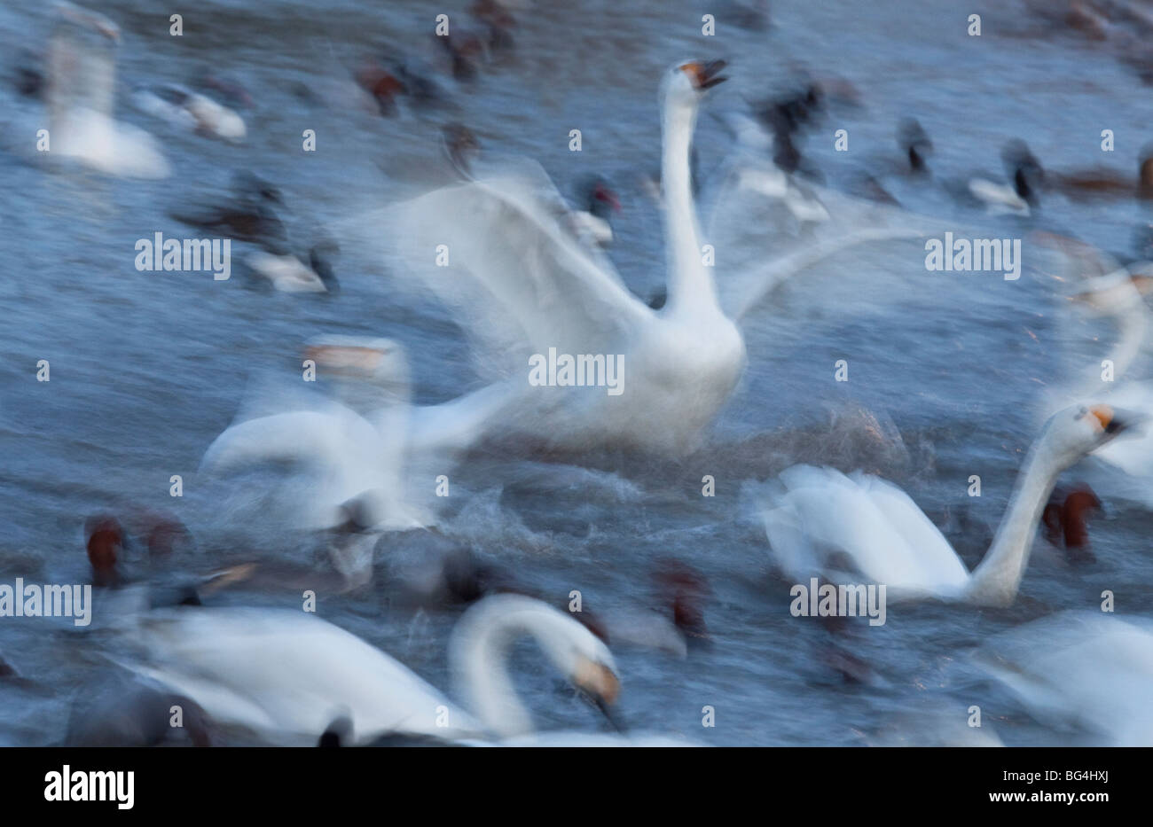 Slow swan hi-res stock photography and images - Alamy