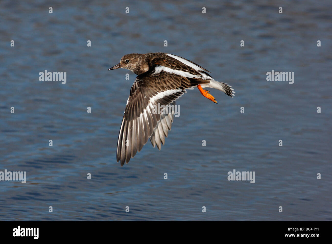 Turnstone flight hi-res stock photography and images - Alamy