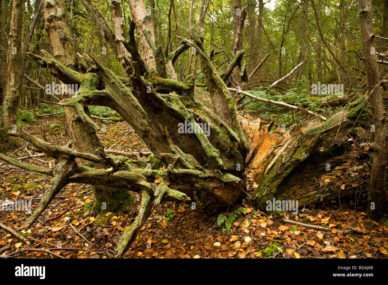 Ancient lightning split remains of a beech tree, Norfolk, UK Stock ...