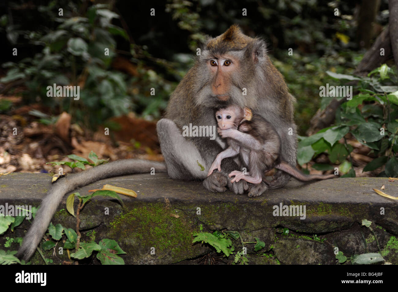 The Sacred Monkey Sanctuary forest in Ubud, Bali, Indonesia Balinese ...