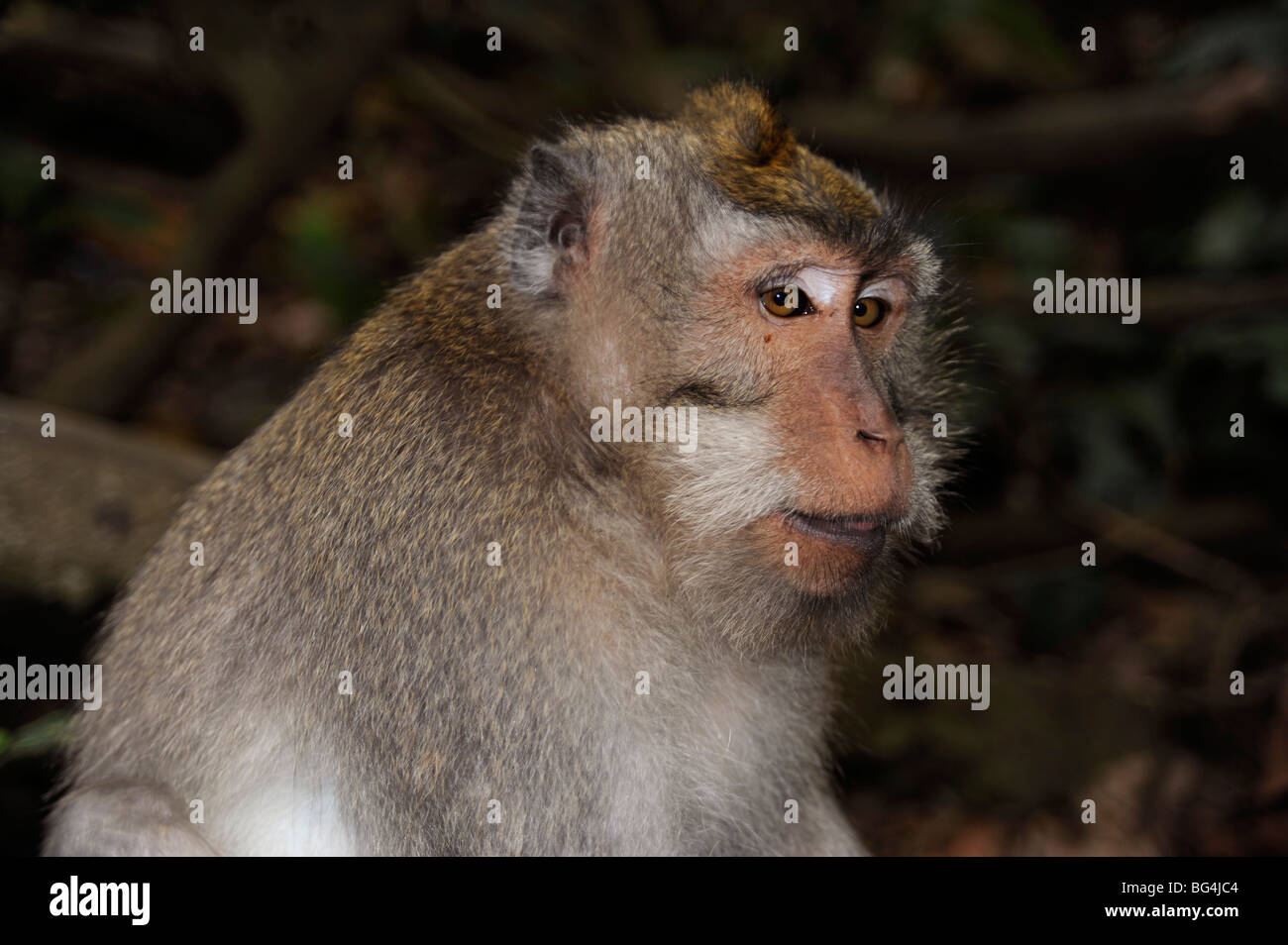 The Sacred Monkey Sanctuary forest in Ubud, Bali, Indonesia Balinese ...