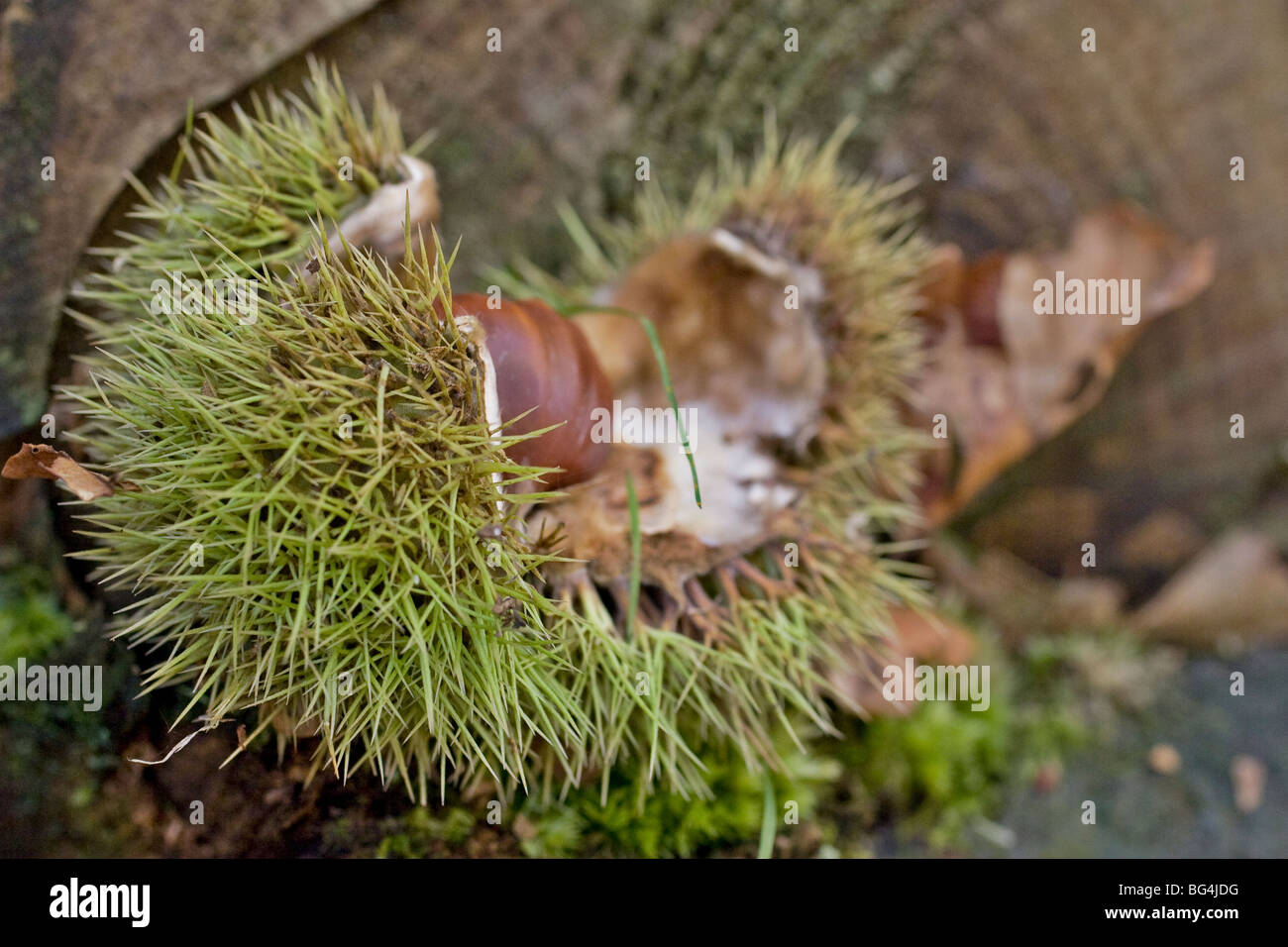 Chestnut autumn colors hi-res stock photography and images - Alamy